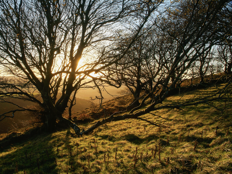 The Exmoor Forest Inn - At the heart of Exmoor National Park