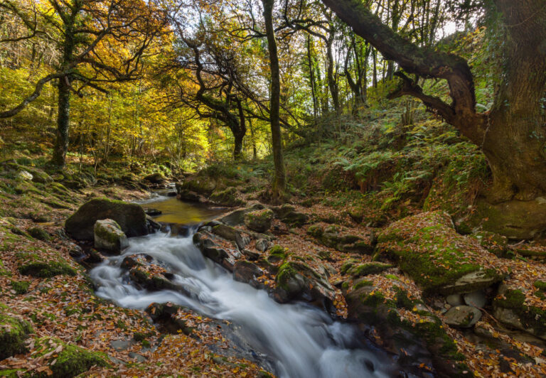 The Exmoor Forest Inn - At the heart of Exmoor National Park